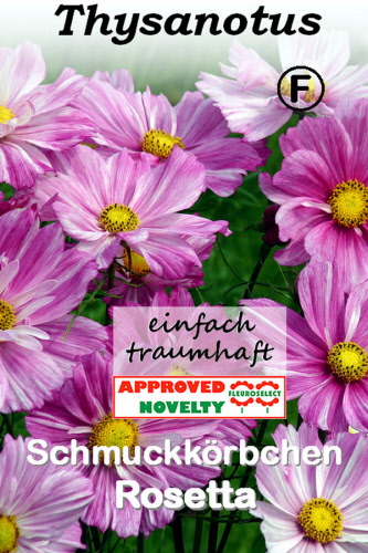 Schmuckkörbchen Rosetta 25 Samen