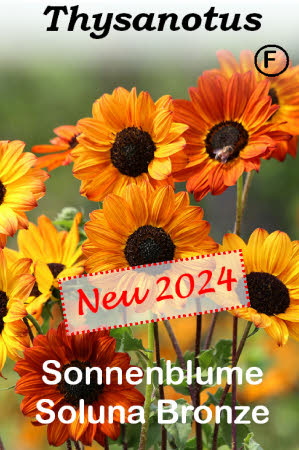 Wilkommen beim Thysanotus-Versand